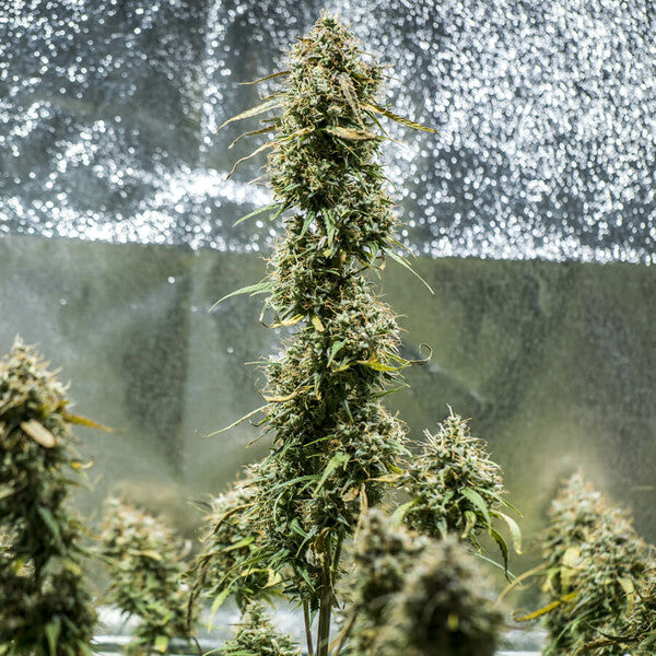 Auto Haze Berry x 3 Semillas – Seedcodelia Grow Shop