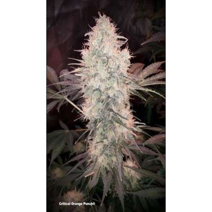 Critical Orange Punch x 3 Semillas Feminizadas – Seedcodelia Grow Shop